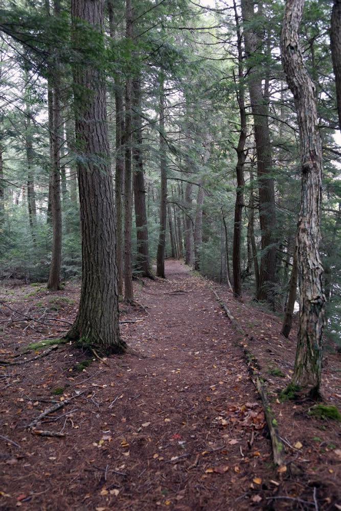 Solitaire Trail – Limberlost Forest and Wildlife Reserve