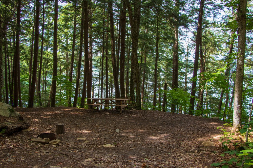 Solitaire – Limberlost Forest and Wildlife Reserve