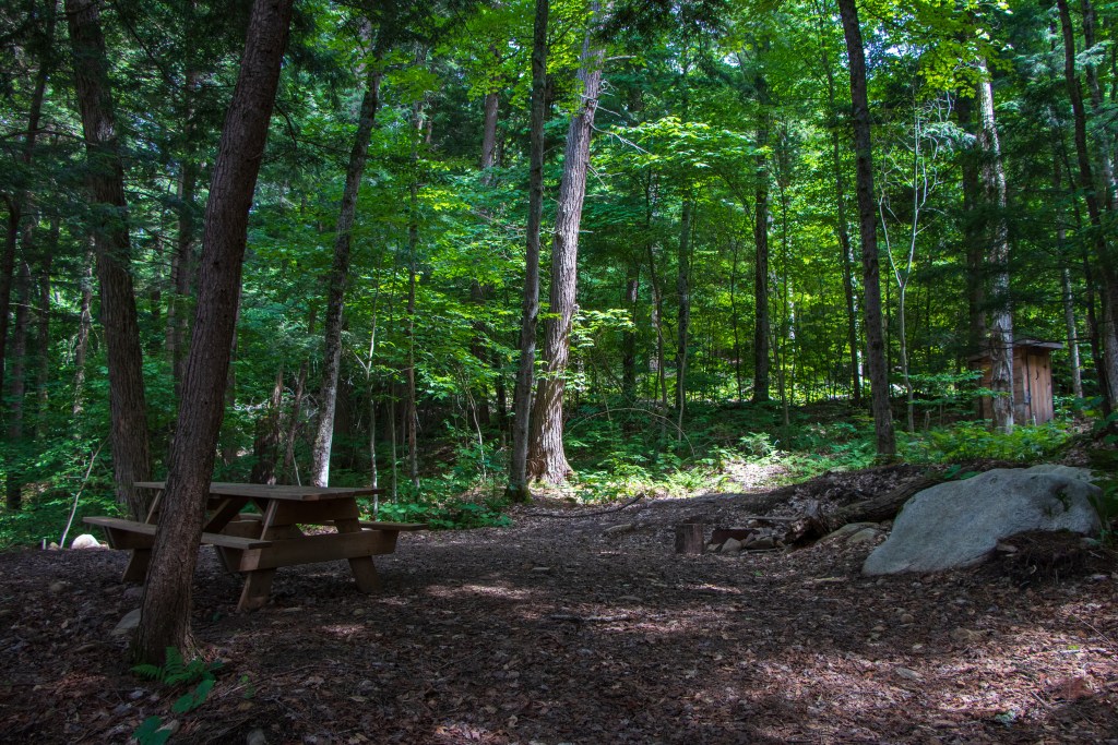 Solitaire – Limberlost Forest and Wildlife Reserve