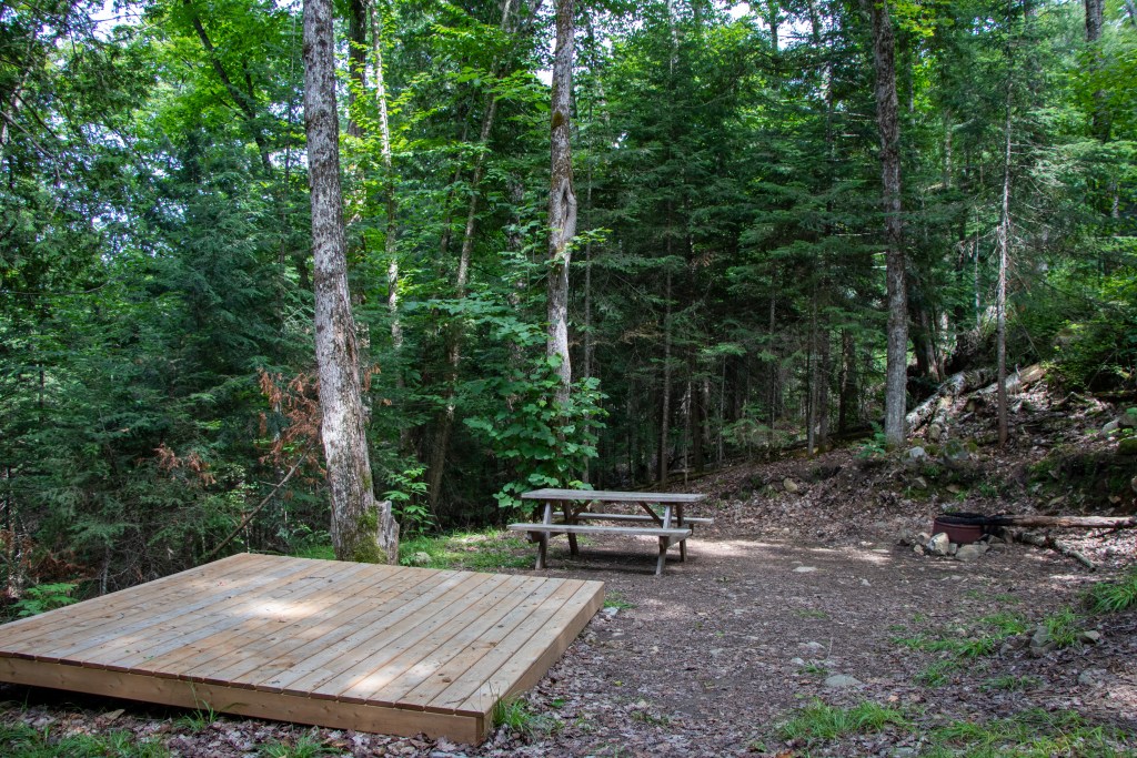 Solitaire – Limberlost Forest and Wildlife Reserve