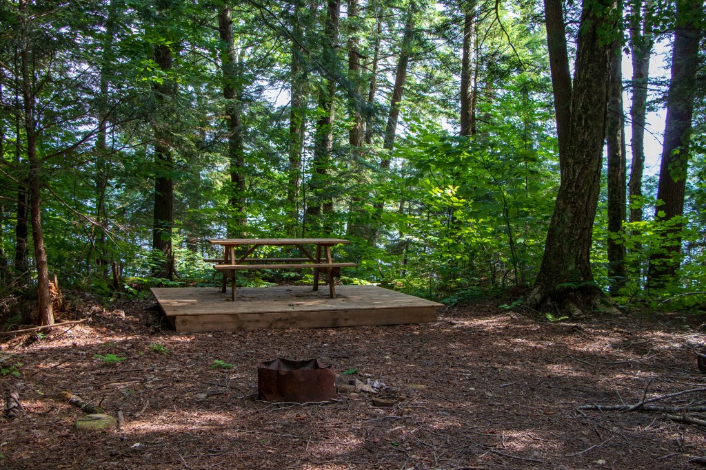Solitaire – Limberlost Forest and Wildlife Reserve