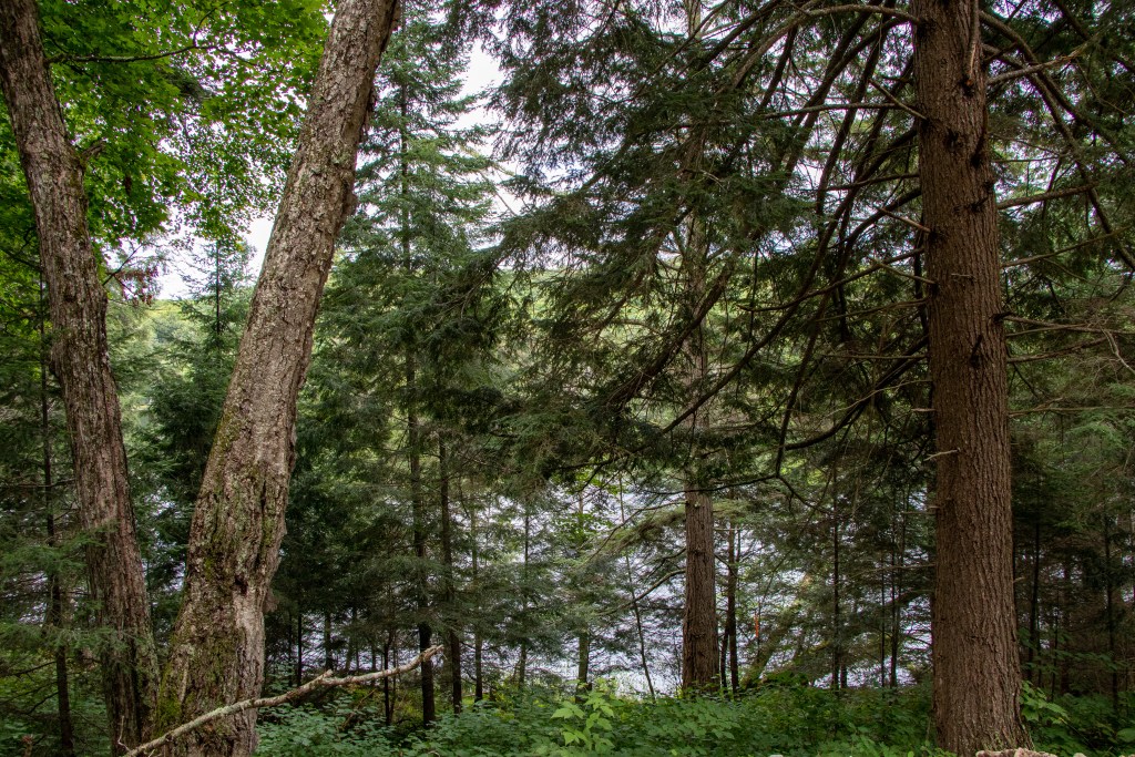 Lee South – Limberlost Forest and Wildlife Reserve